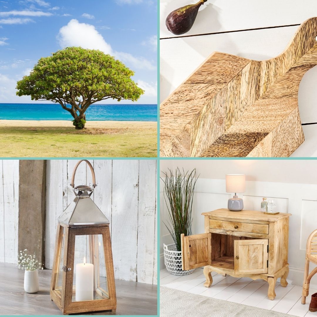 All About Mango Wood - ZaZa Homes